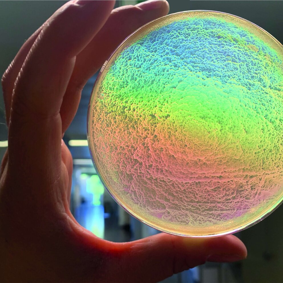 Nach dem Solarpanel kommt die Solarfolie – Organische Photovoltaik